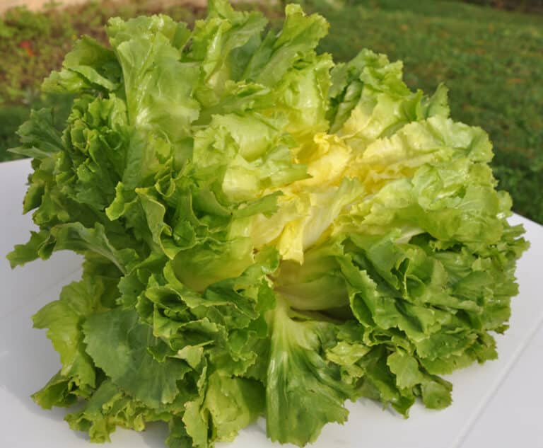 Soupe de scarole - Un jardin dans ma cuisine